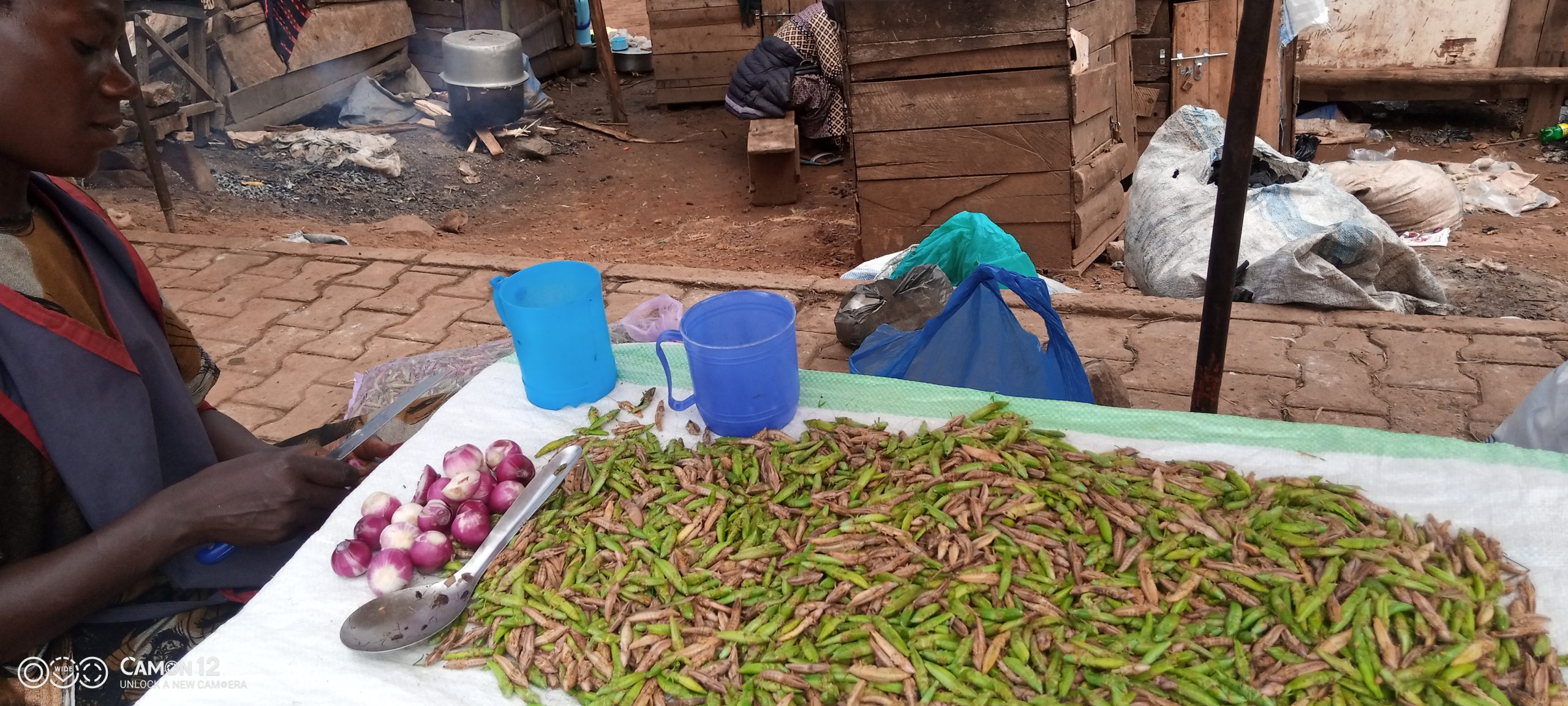 Video: Busega turns into a beehive of activity as grasshoppers peak ...